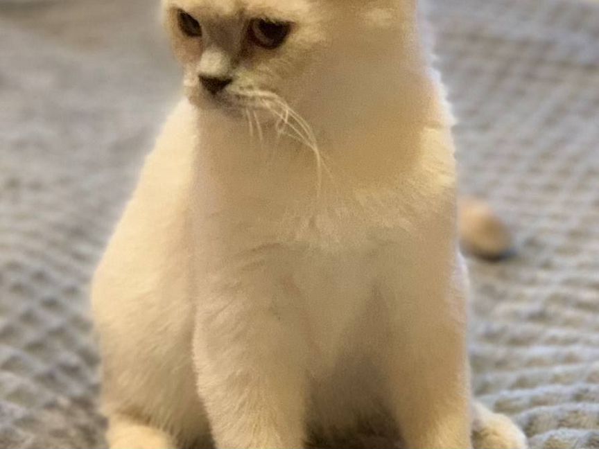 Кошка