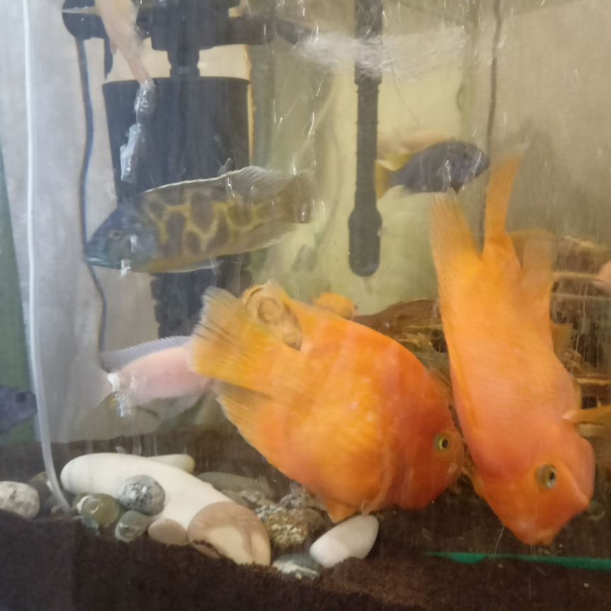 Попугаи огромные