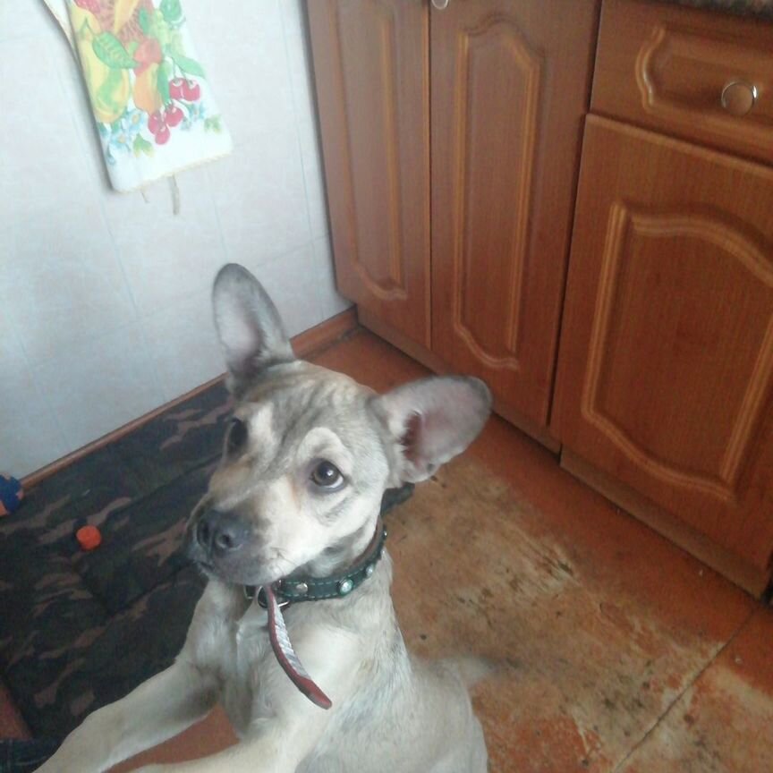 Щенок примерно 5 месяцев