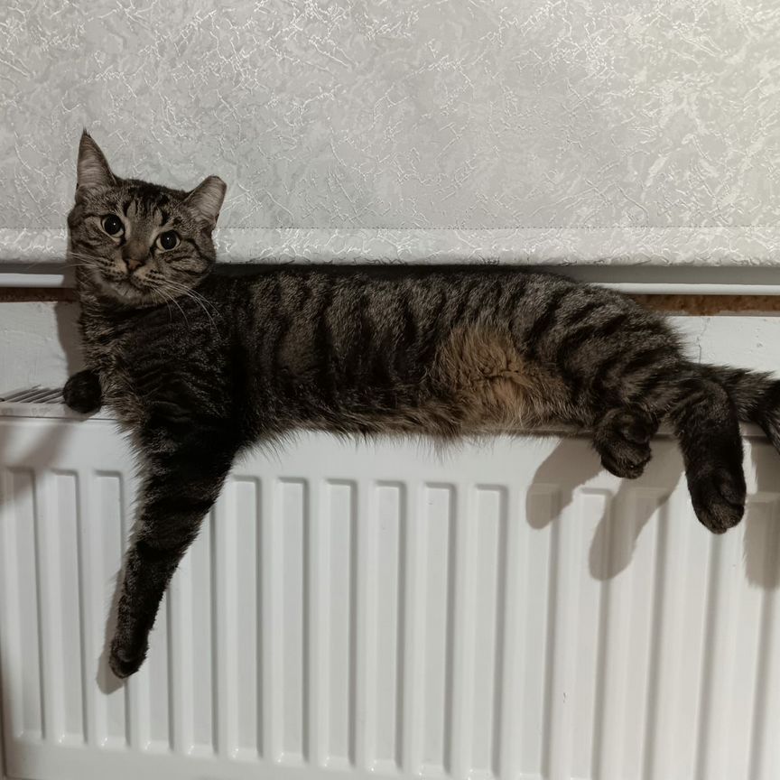 Кошечка Марфуша