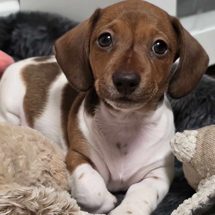 Карликовая такса, щенок