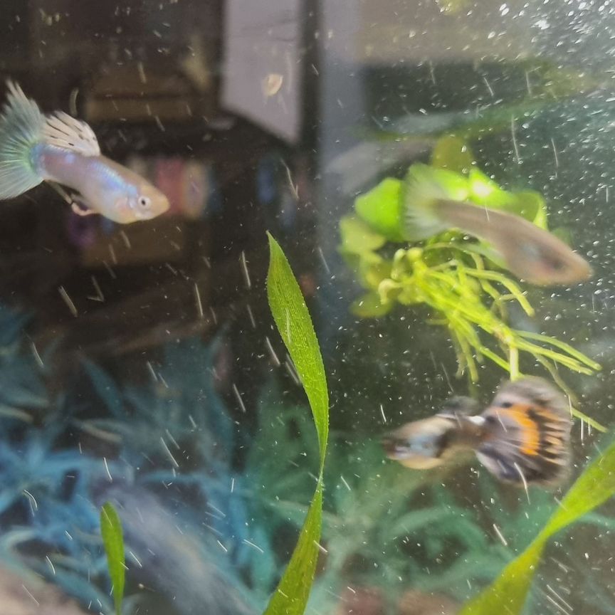 Нарядные гуппи