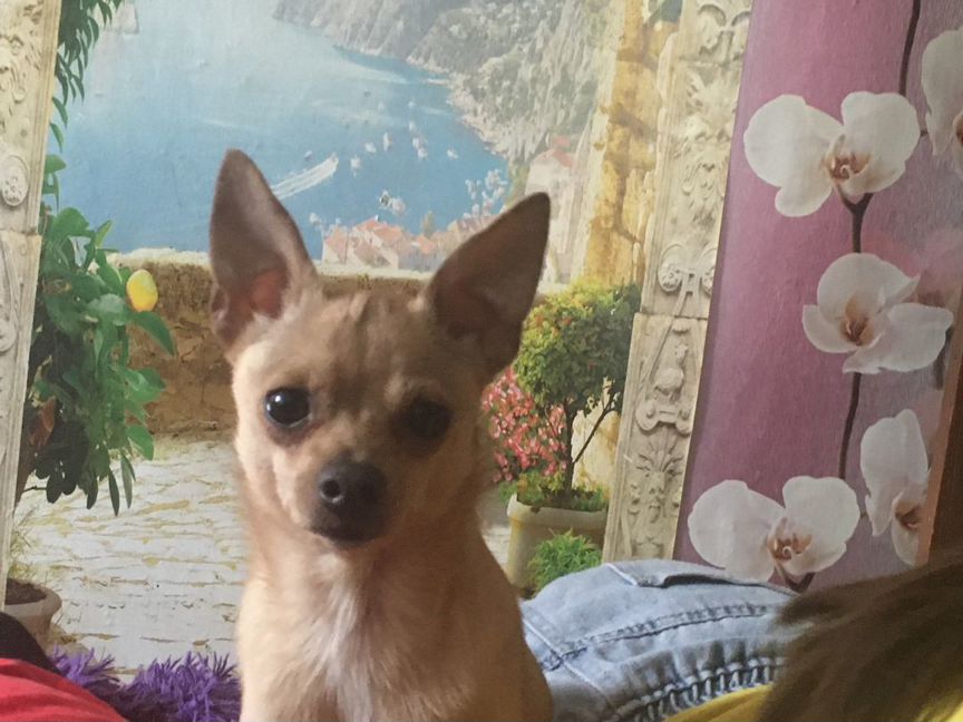 Той-терьер на вязку