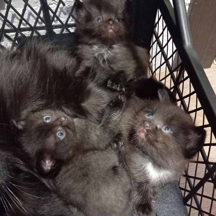 Котята