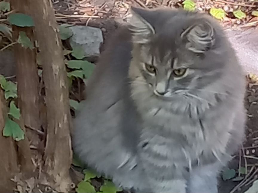 Кошки