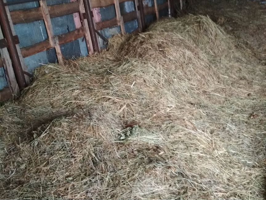 Сено россыпью и в рулонах. Цена в списке