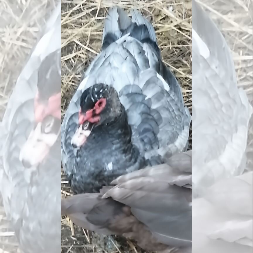 Индоутки тяжелой линии и подсадные утки