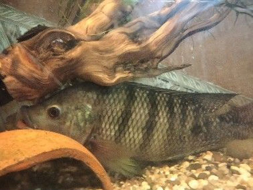 Продам аквариумных рыбок