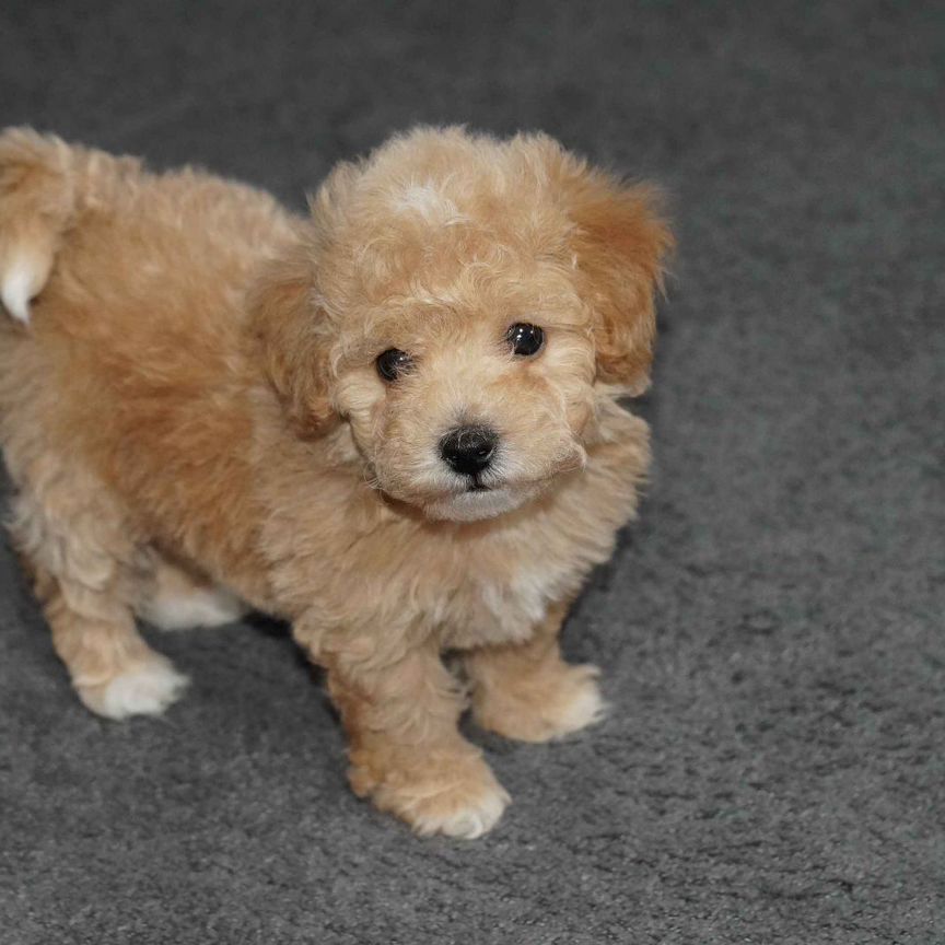 Карамелька