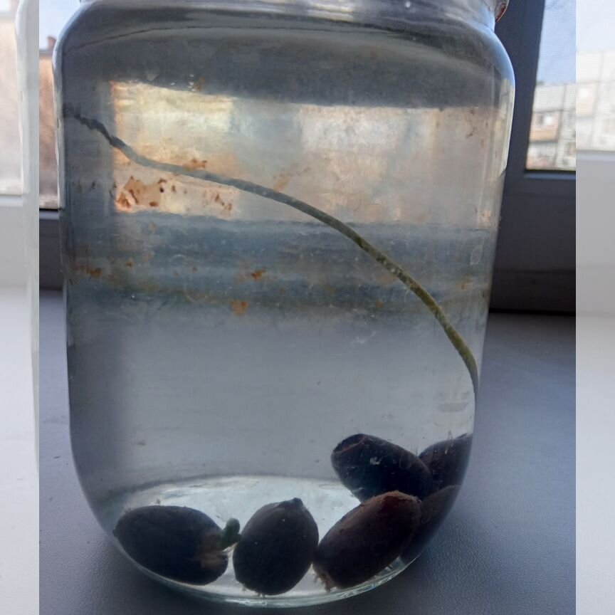 Аквариумные растения