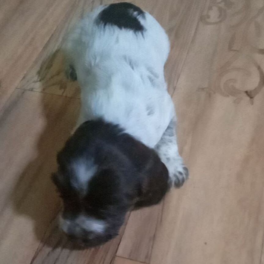 Русский охотничий спаниель, щенок