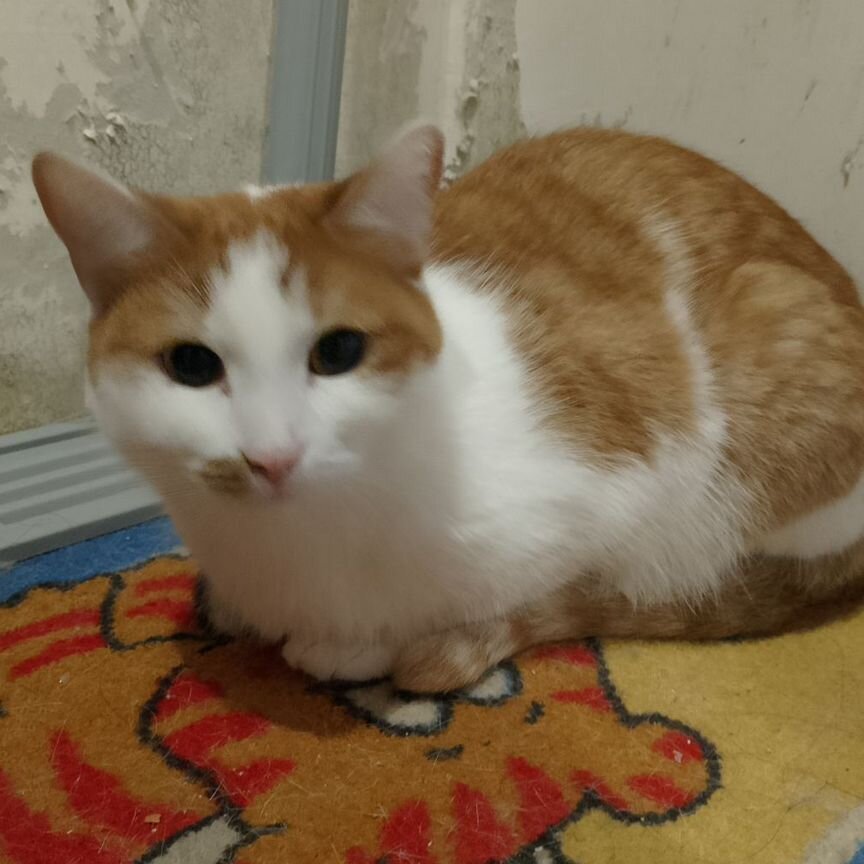 Взрослая кошка в добрые руки