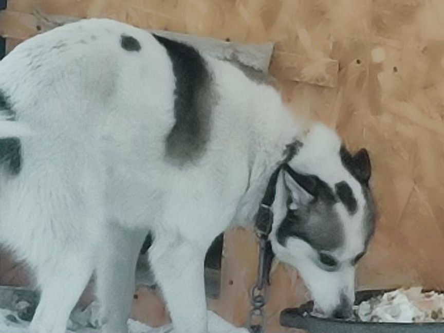 Смесь хаски