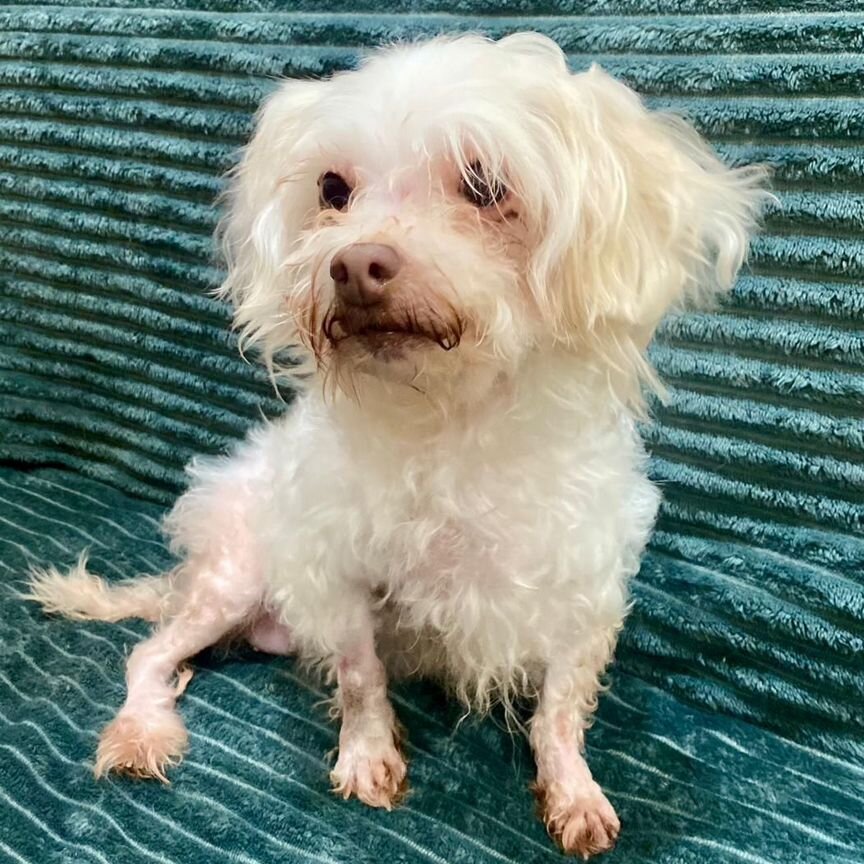 Мальтеза ищет дом