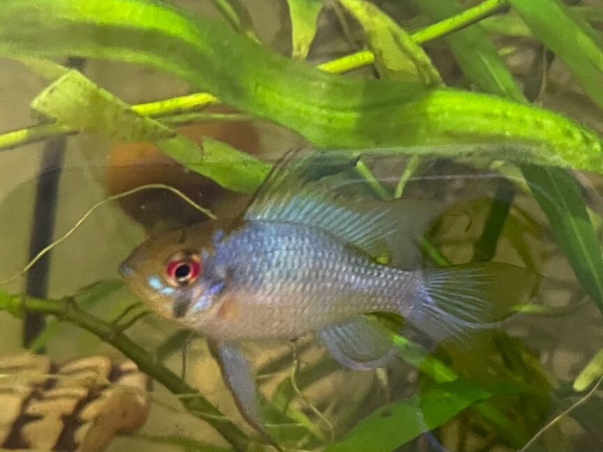 Апистограмма электрик блю