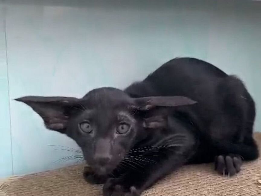 Черный дельтоплан