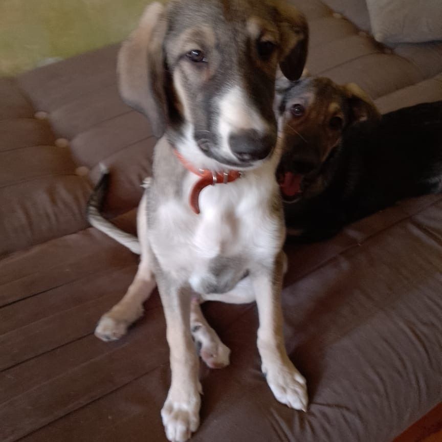 Собака в добрые руки