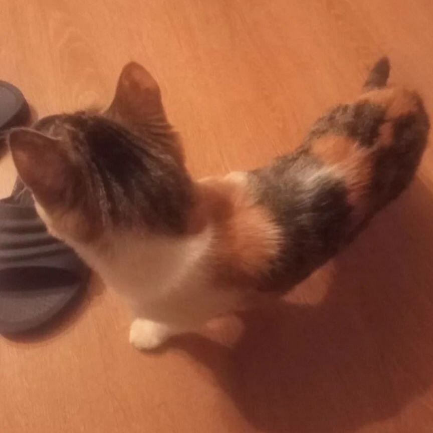 Котёнок в добрые руки