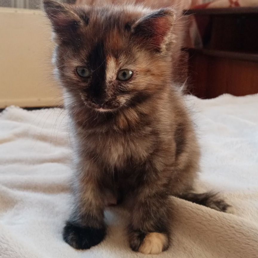 Сибирский котёнок