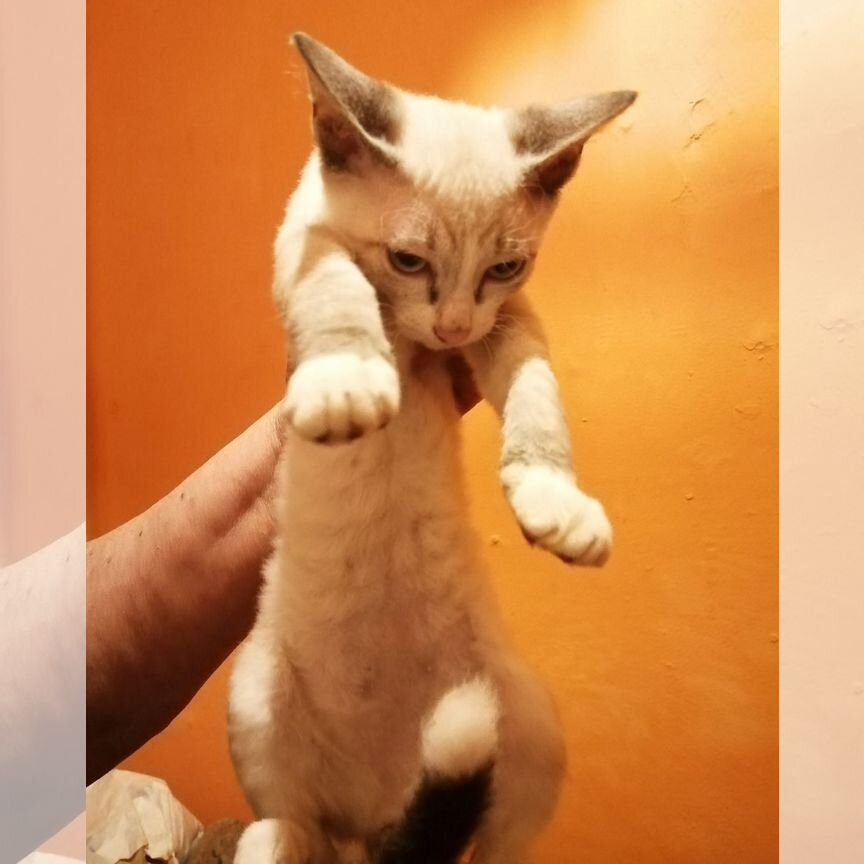 Продам котёнка мальчик