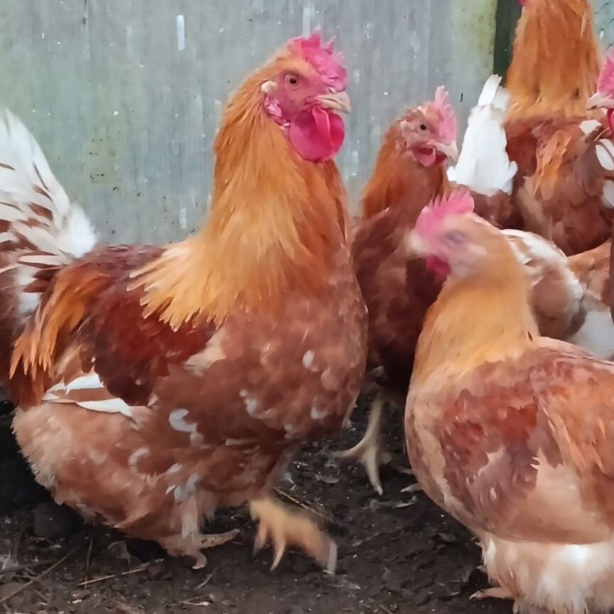 Куры петухи