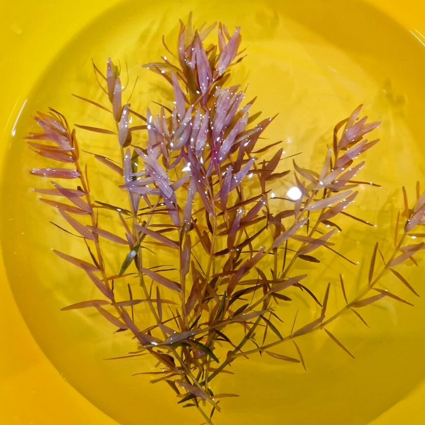 Ротала Валлиха