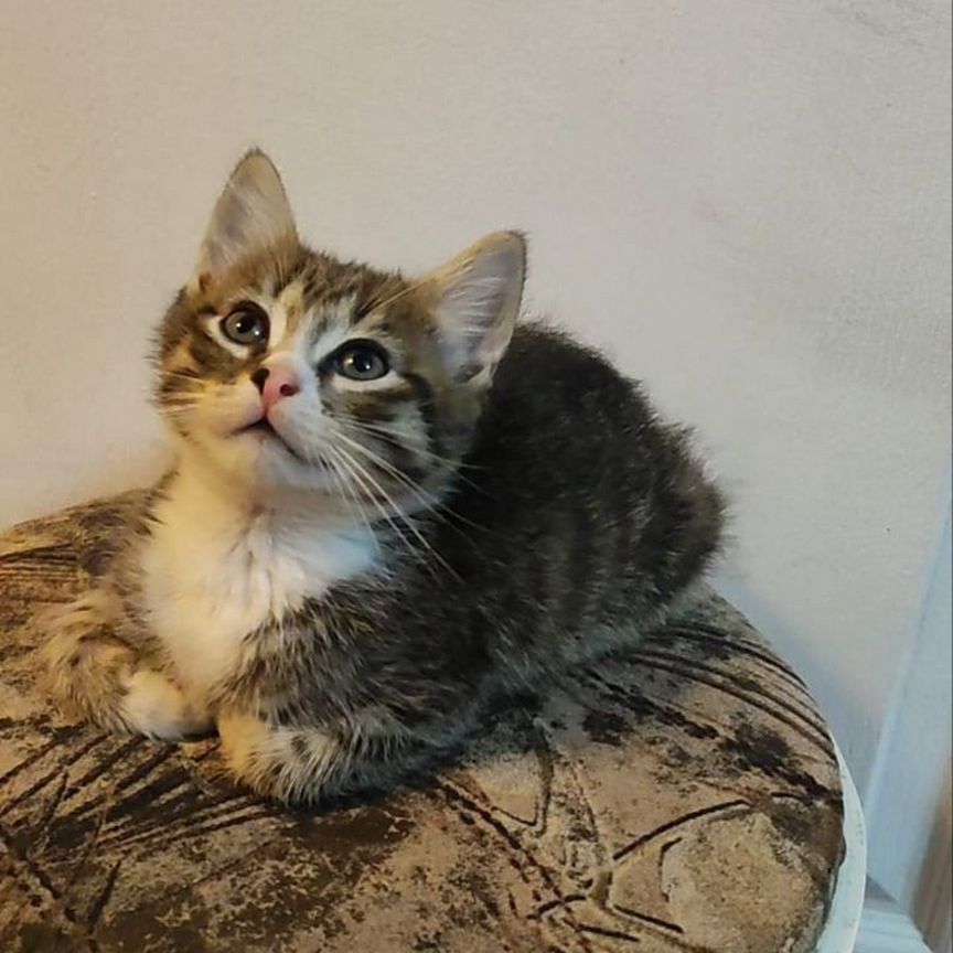 Котята в добрые руки бесплатно мальчик