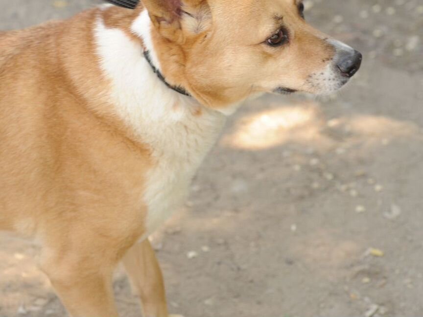 Собака в добрые руки по колено