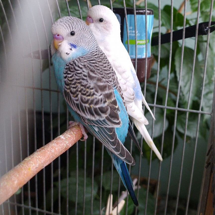 Птенцы волнистый попугай