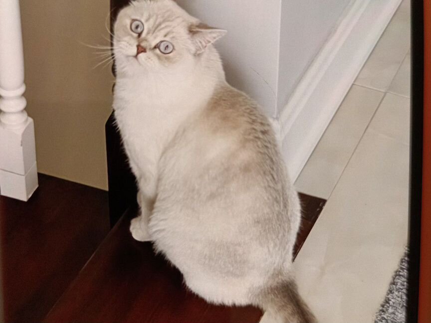 Кошка скотиш фолд