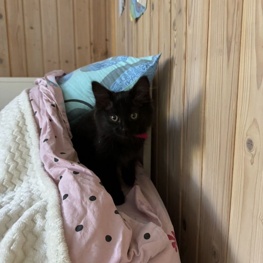 Кошка булочка