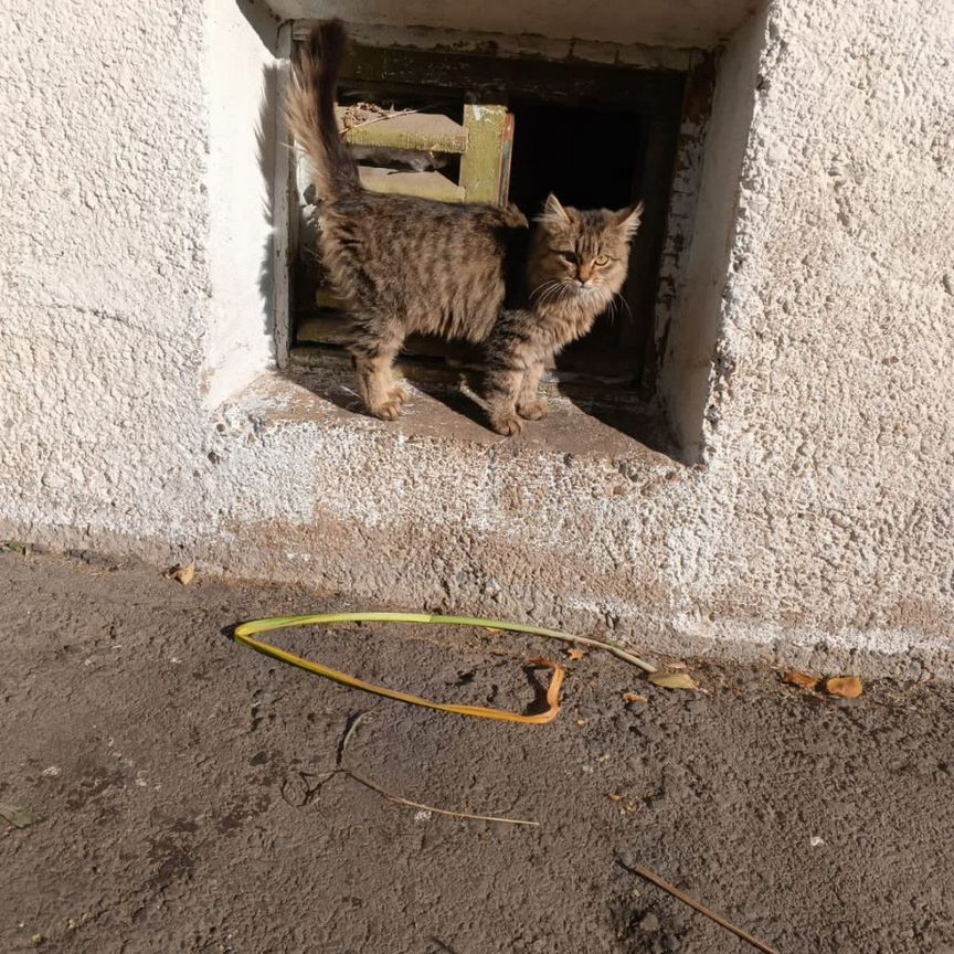 Котенок в добрые руки