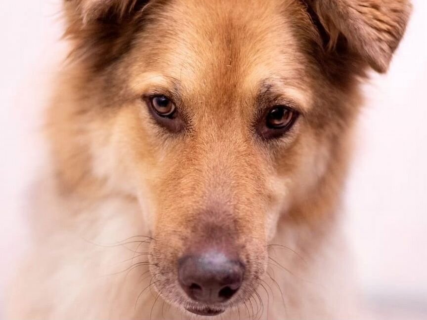 Рекс - большой статный пёс