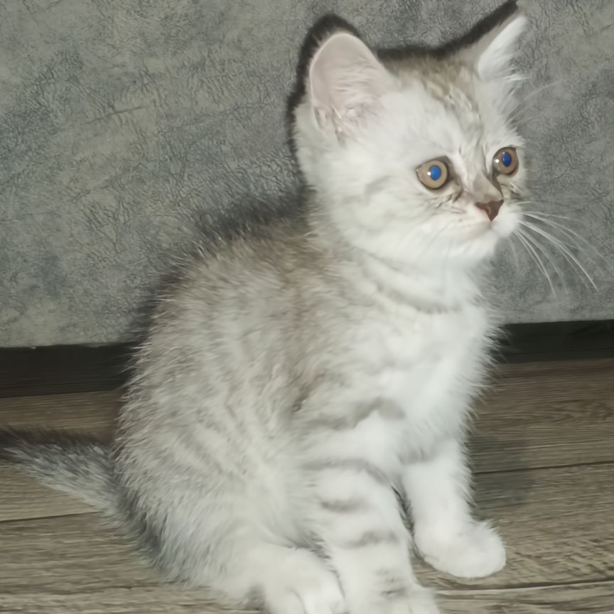 Британские котята
