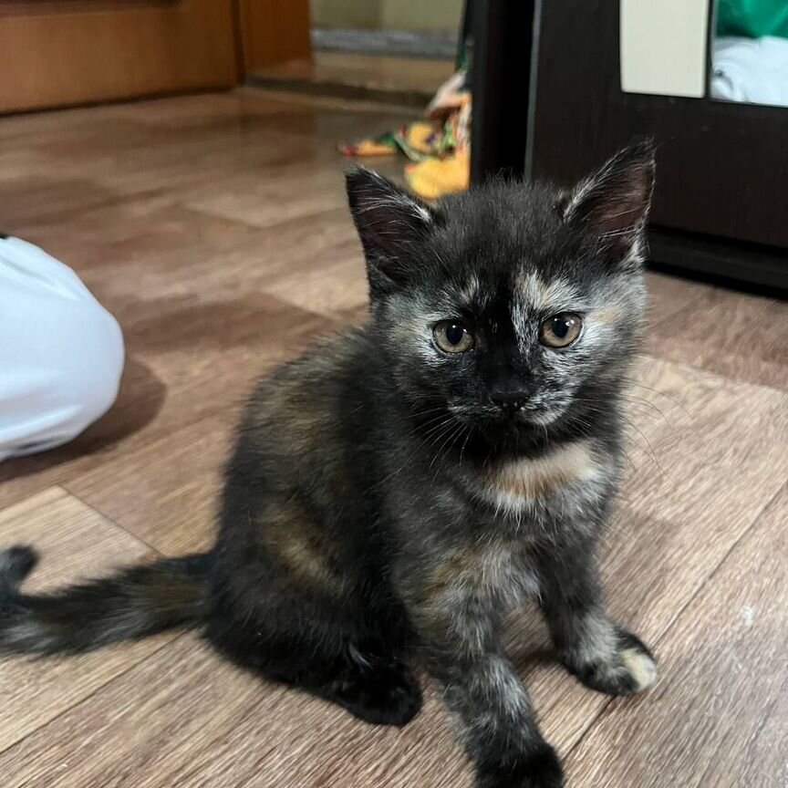 Котёнок бесплатно (Лиски, Воронеж)