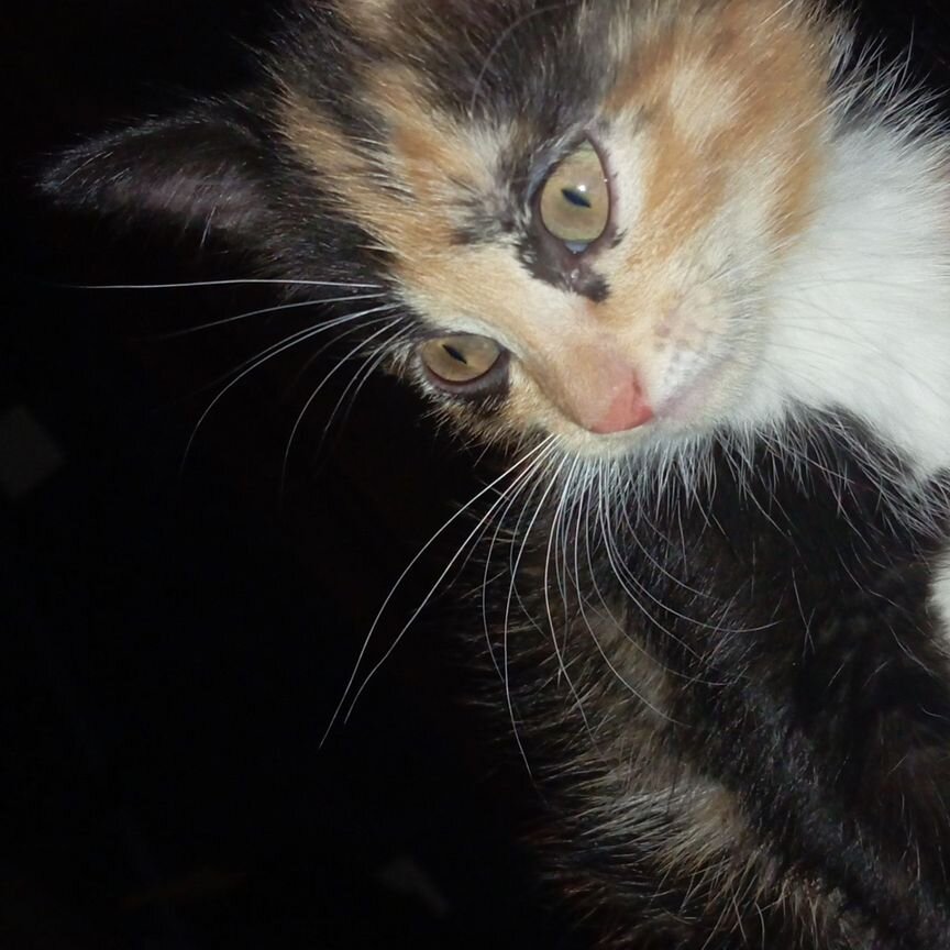 Котята в добрые руки бесплатно девочки