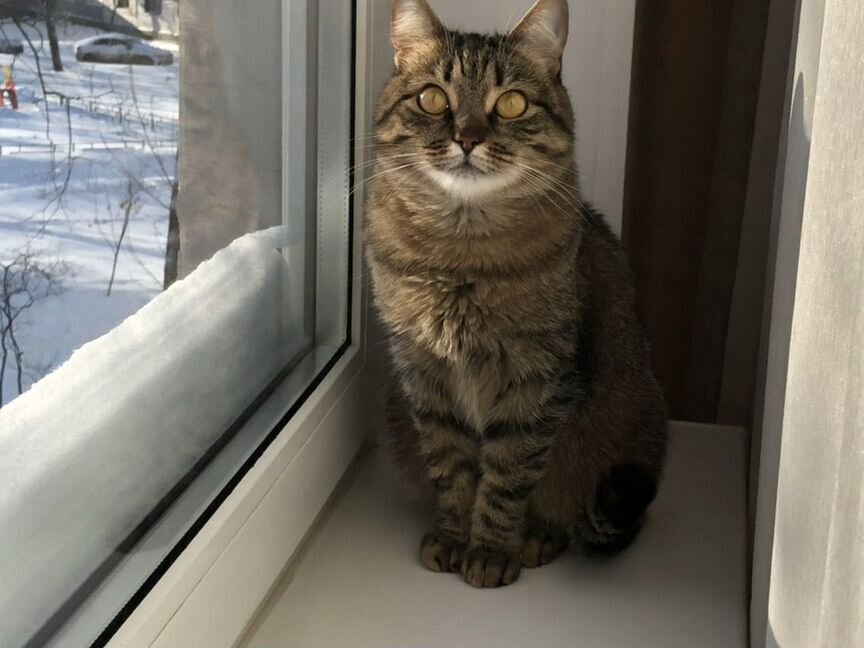 Кошка Соня в добрые руки