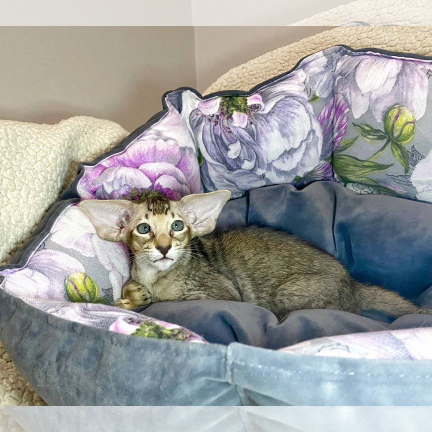 Ориентальный котёнок