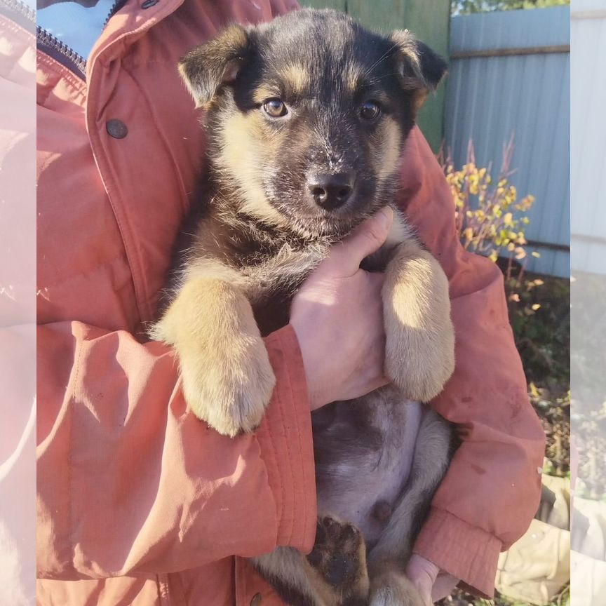 Немецкая овчарка, щенок