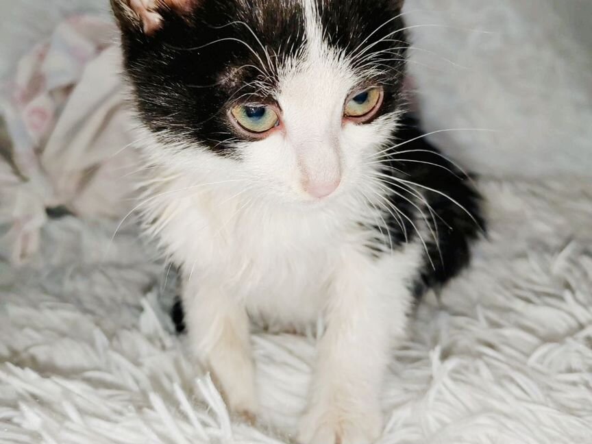 Ищет надежных хозяев кошечка 1,2 месяца