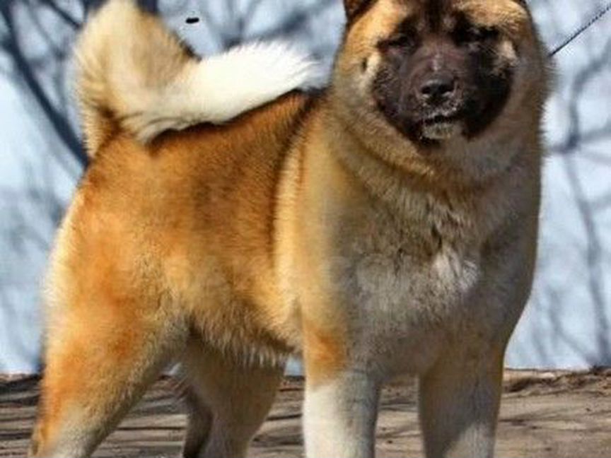 Щенки от акиты