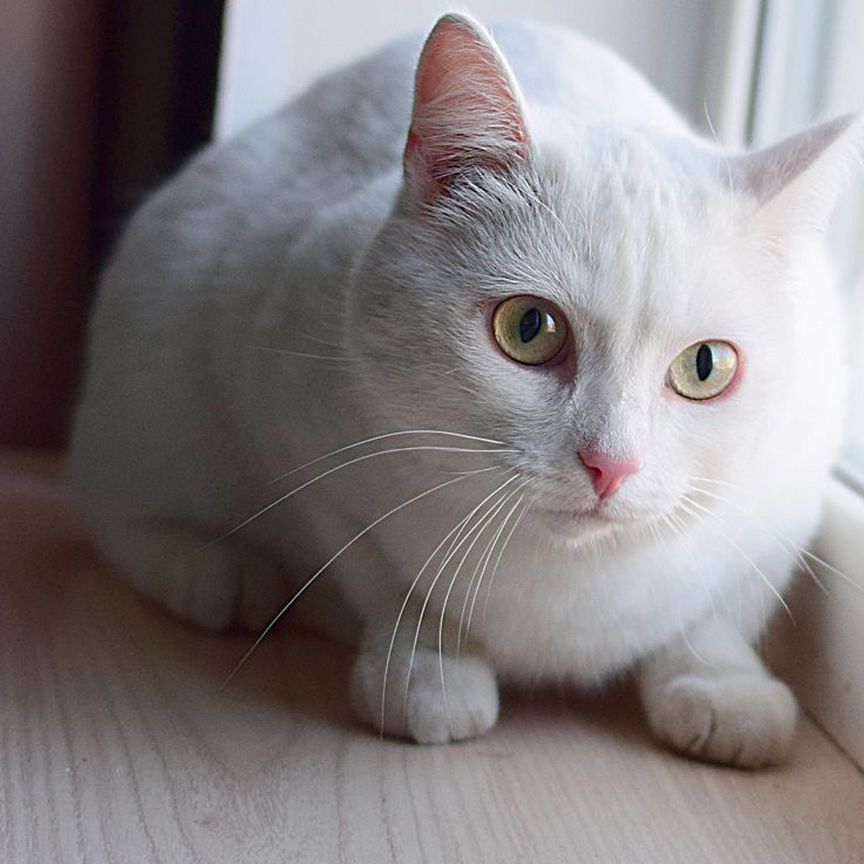 Белая кошка