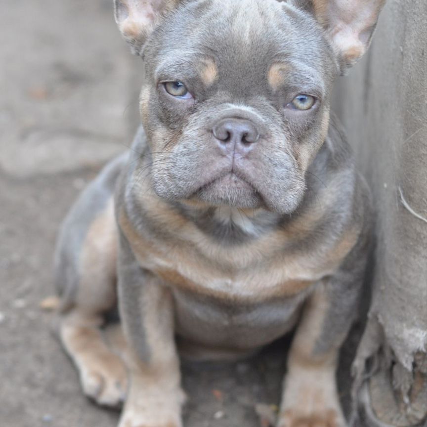 Лиловый Французский бульдог мальчик 8 мес