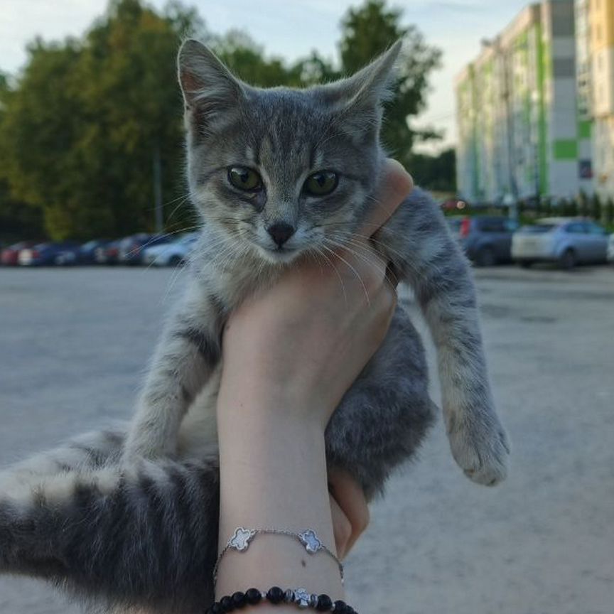 Отдам кошечку в добрые руки