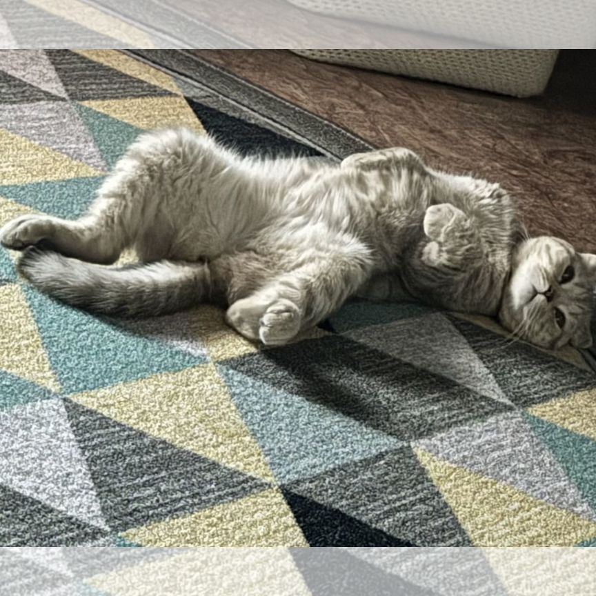 Шотландская вислоухая короткошёрстная, взрослая кошка