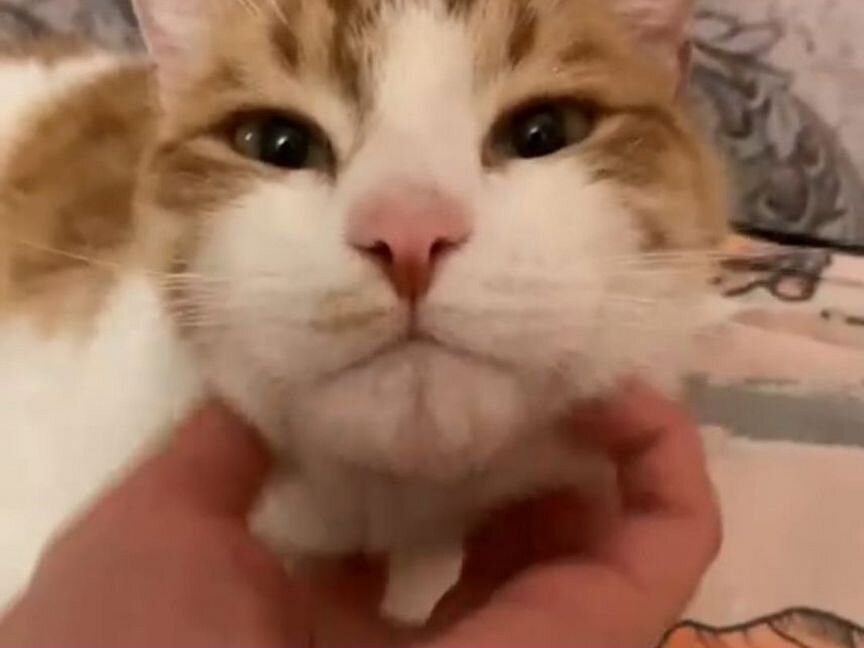 Кот Лекс ищет дом