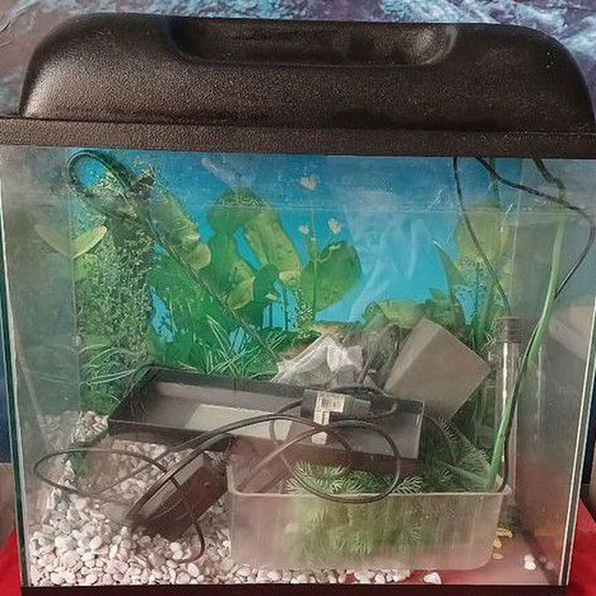 Аквариум