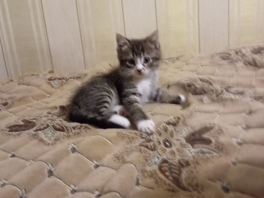 Кошка