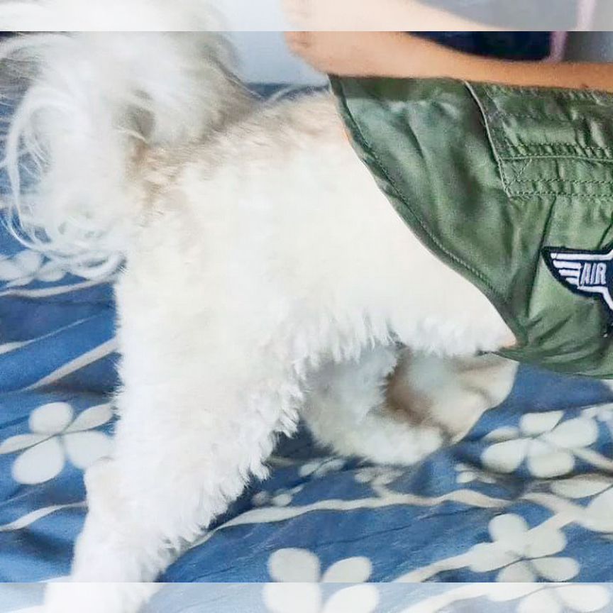 Комбинезон для маленькой собаки