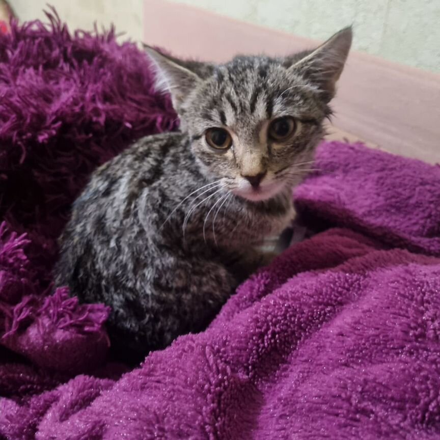 Котик Шурик